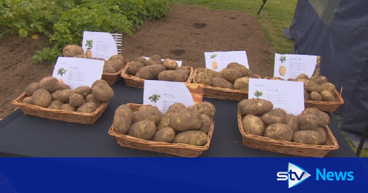 UK national potato innovation centre warns Chinese spud technology ...