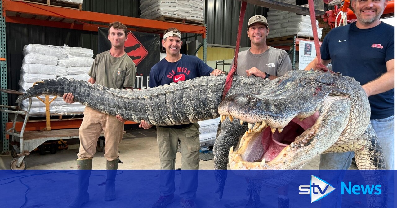 Longest alligator in Mississippi history captured by hunters | STV News