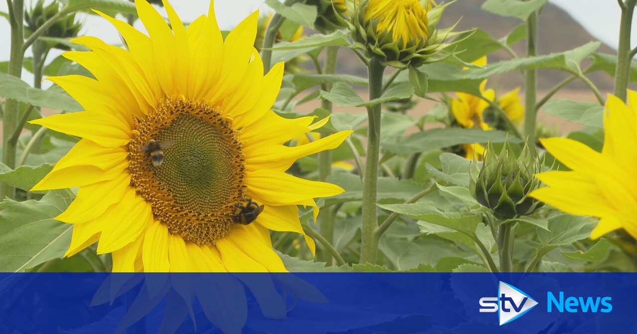 Huge pick-your-own trail with '500,000 sunflowers' opens at Balgone ...