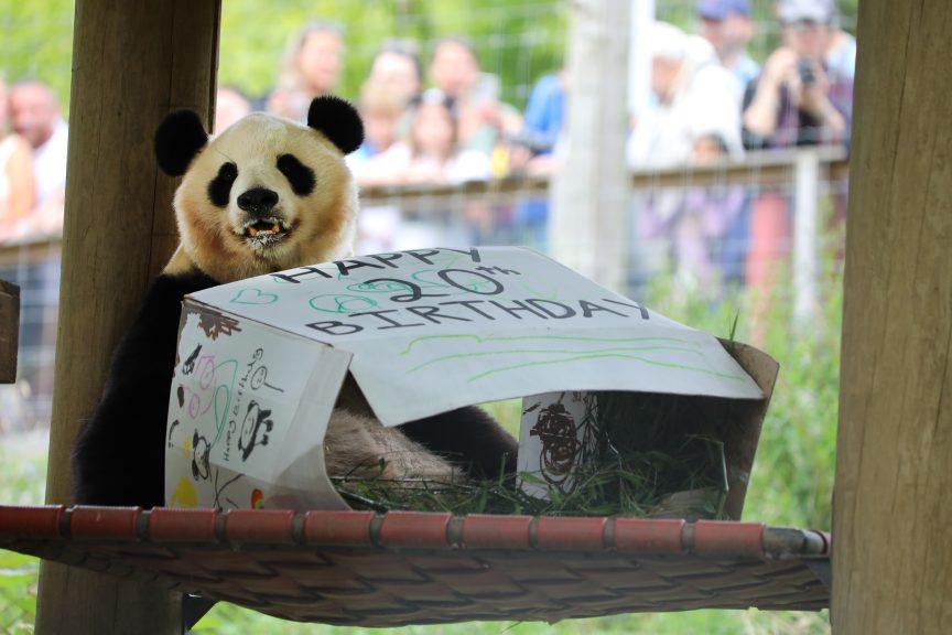 Edinburgh Zoo celebrates giant panda Yang Guang's 20th birthday with ...