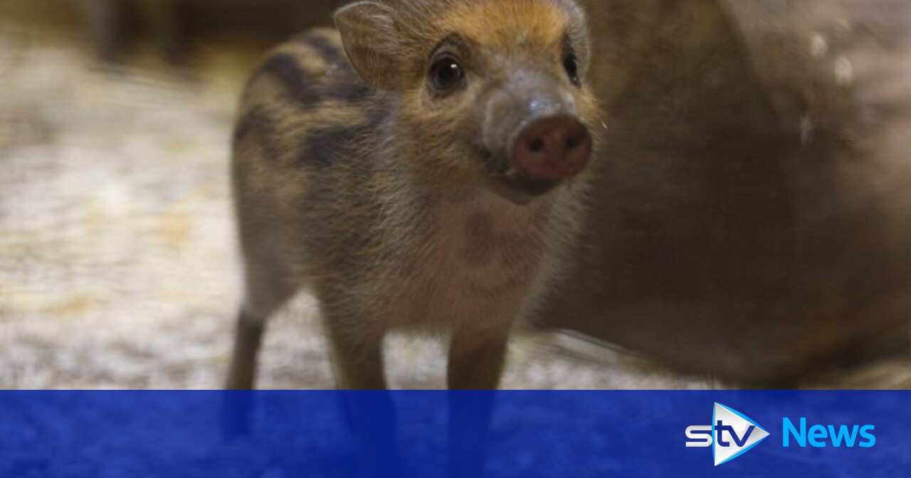 Litter of 'rarest pigs in the world' named at Edinburgh Zoo | STV News