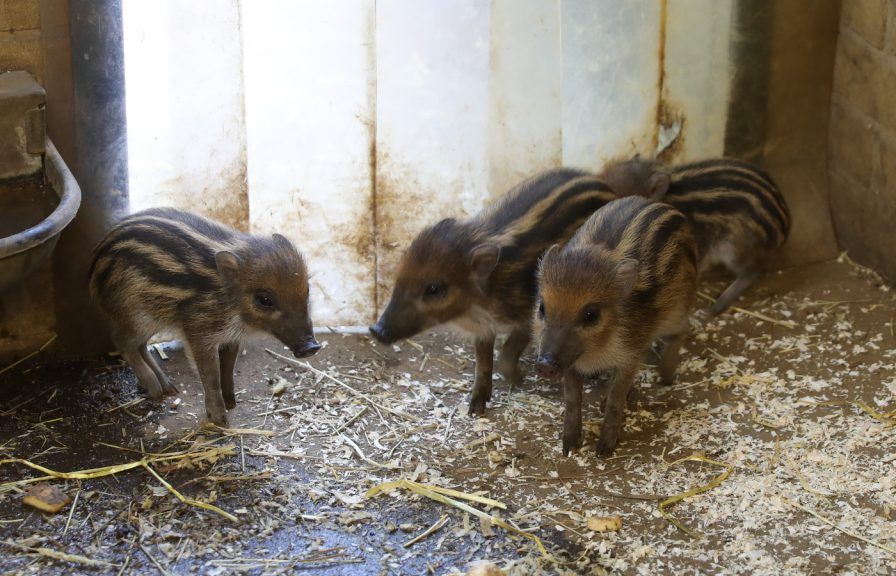 Critically endangered Visayan warty piglets born at Edinburgh Zoo | STV ...