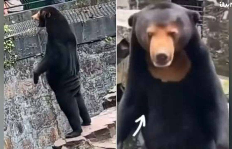 Scots zoo confirms bear is real after China Hangzhou Zoo 'human in bear ...