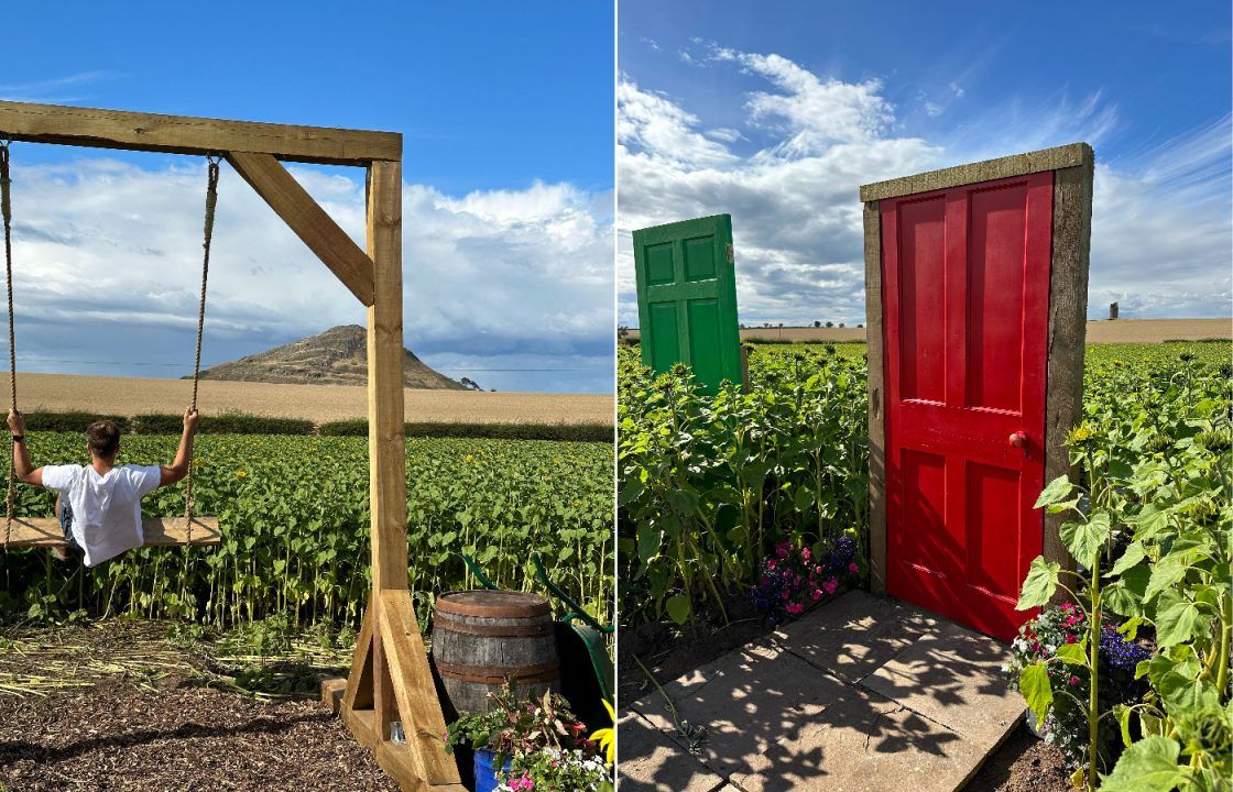 Huge pick-your-own trail with '500,000 sunflowers' opens at Balgone ...