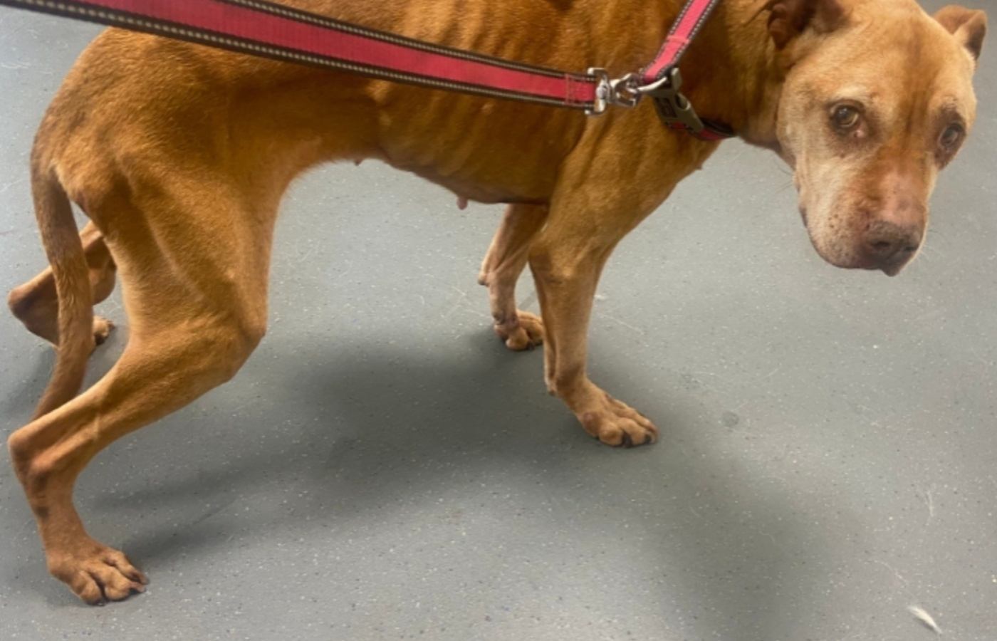 Probe launched after emaciated dog rescued by passer-by in Glasgow ...