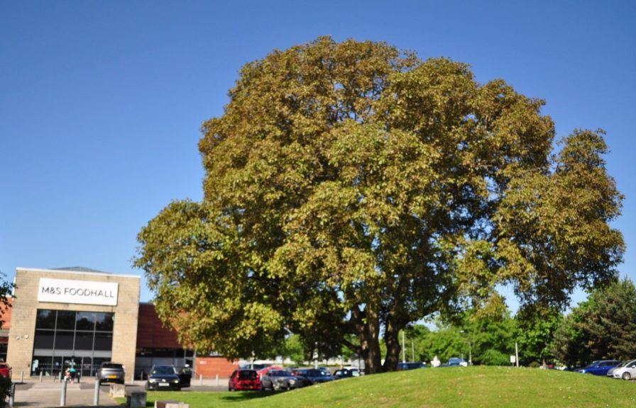 Ancient walnut tree on A9 in Perth named Scottish contender in Tree of ...