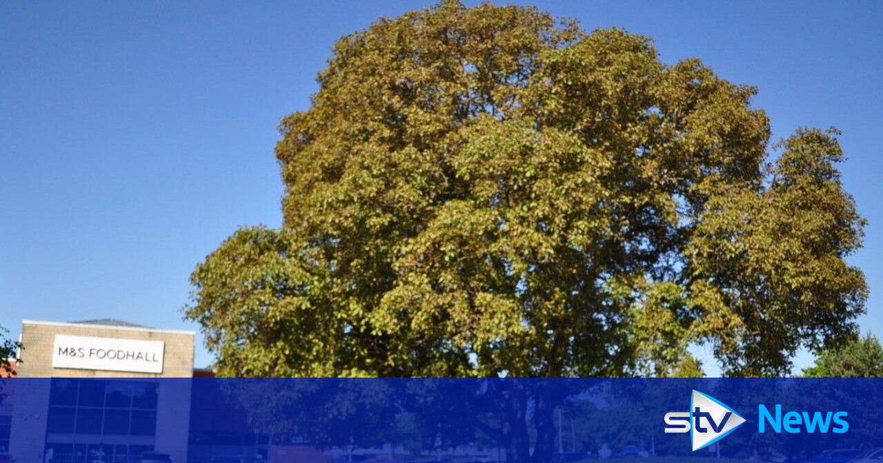 Ancient walnut tree on A9 in Perth named Scottish contender in Tree of ...