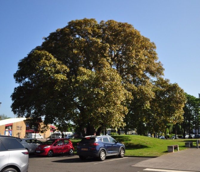 Ancient walnut tree on A9 in Perth named Scottish contender in Tree of the Year competition ...