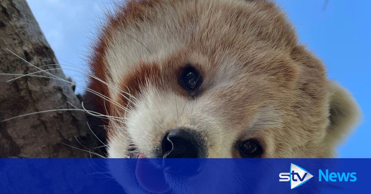 Edinburgh Zoo confirms death of Kitty the red panda following ‘age ...