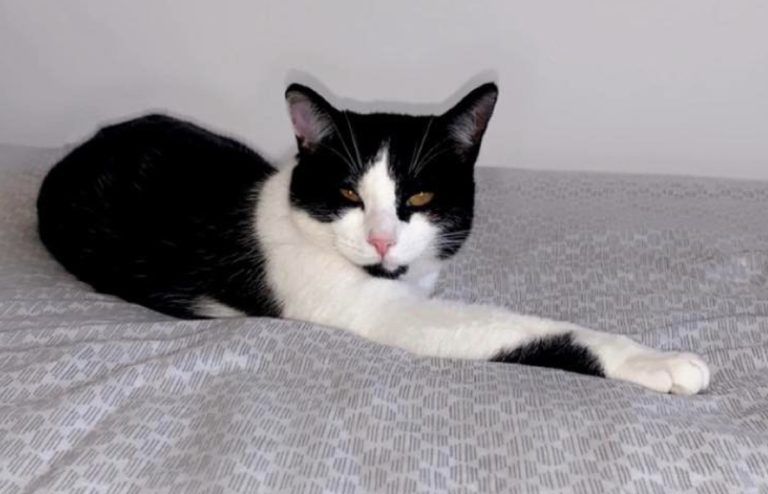 Mum 'devastated' as missing cat found dumped in Midlothian bin after ...