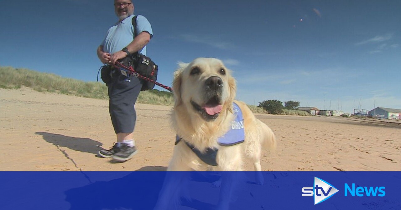 Back a Bravehound: Service dogs helping change the lives of army, navy ...