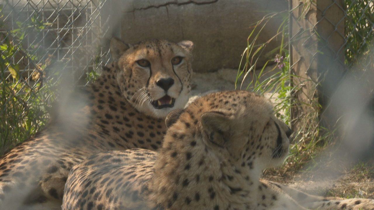 Cheetah at Five Sisters Zoo makes miraculous recovery after leg ...