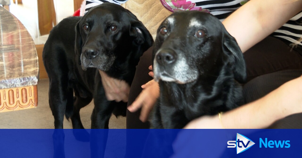 'Like someone's kidnapped one of your family': Fight against dog ...