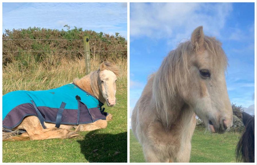 'Vulnerable' horse put to sleep after suffering 'disturbing' injuries ...