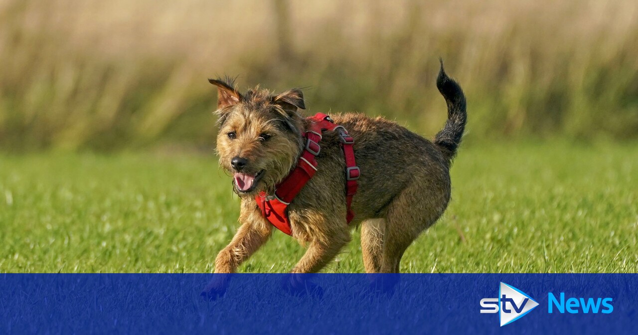 Public backs new law to see dog thieves to face up to five years in ...