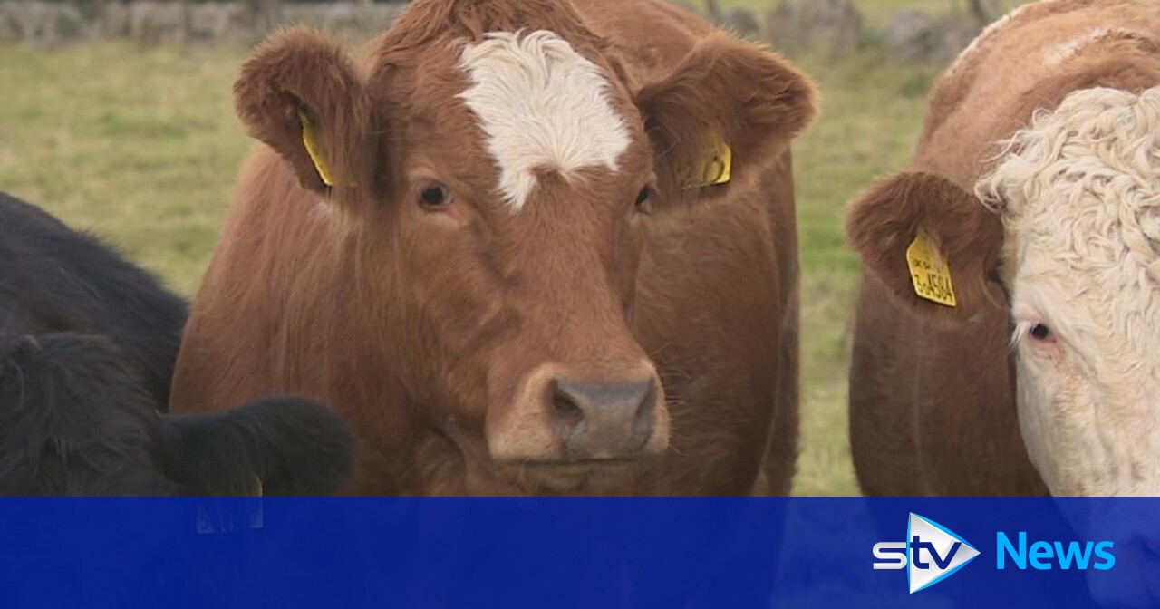 WWF: Warning Scottish agriculture needs 'systems change' to adapt to ...