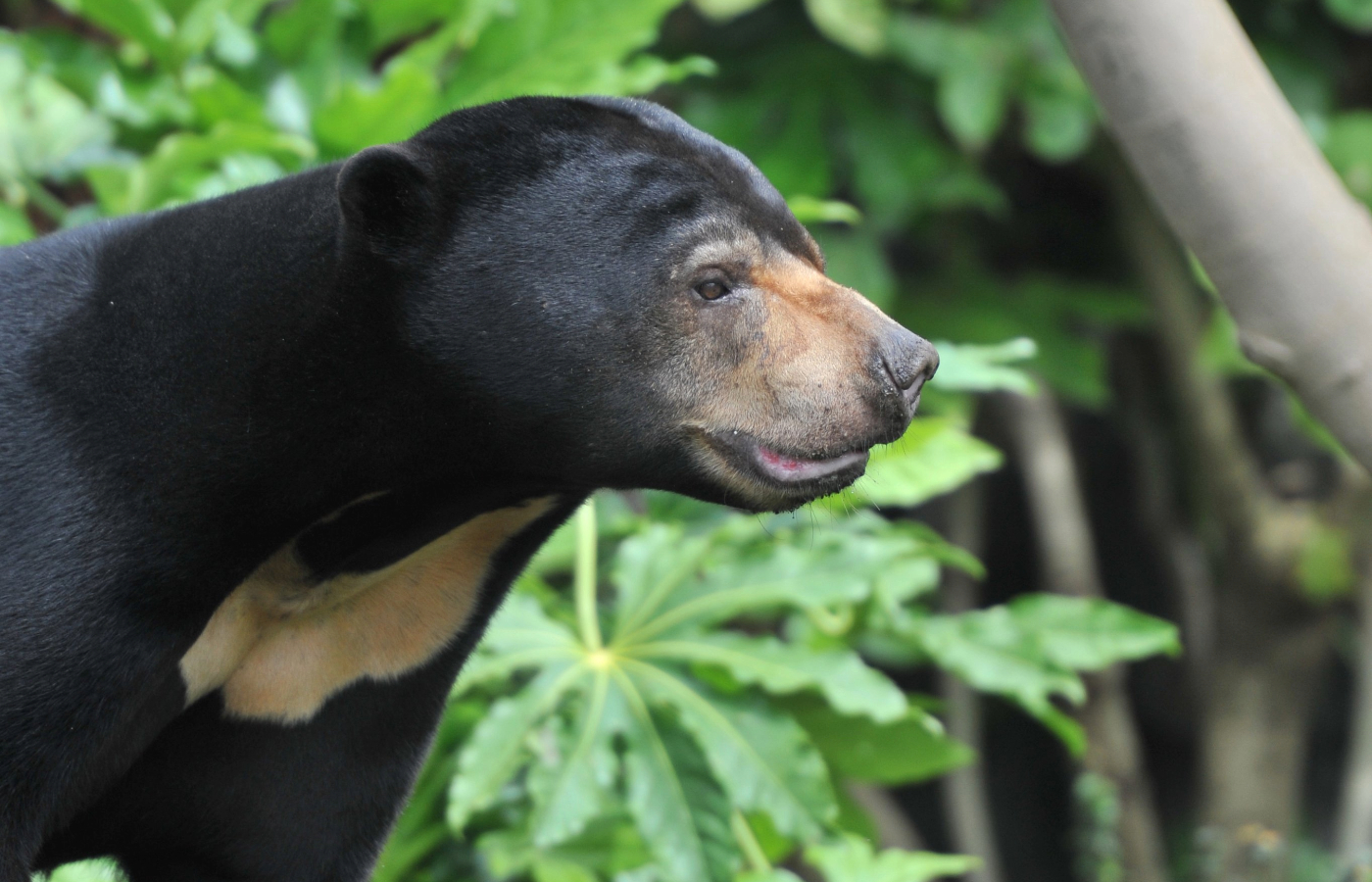 Edinburgh Zoo confirms death of beloved sun bear rescued from cage ...