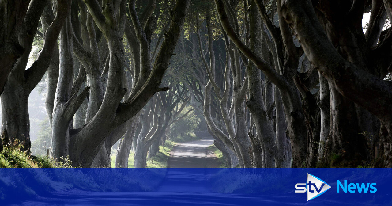 Several Dark Hedges trees made famous by Game Of Thrones to be cut down ...