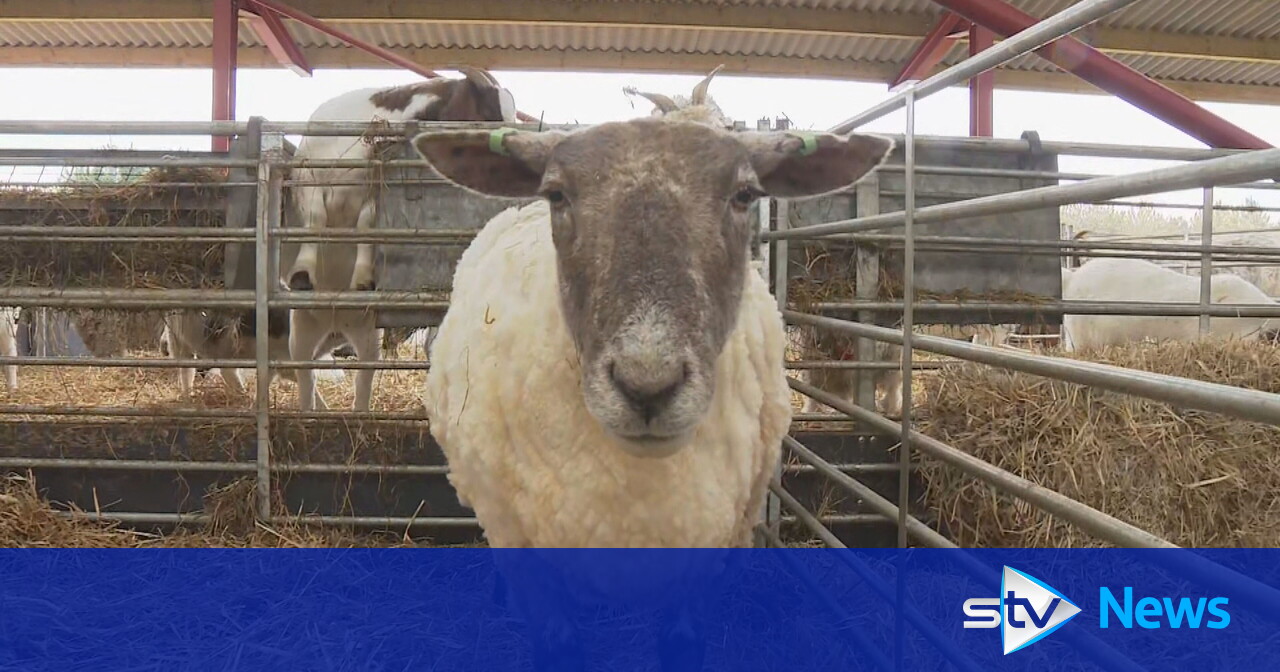 Britain's loneliest sheep settling in to 'safe' new home at Dalscone ...