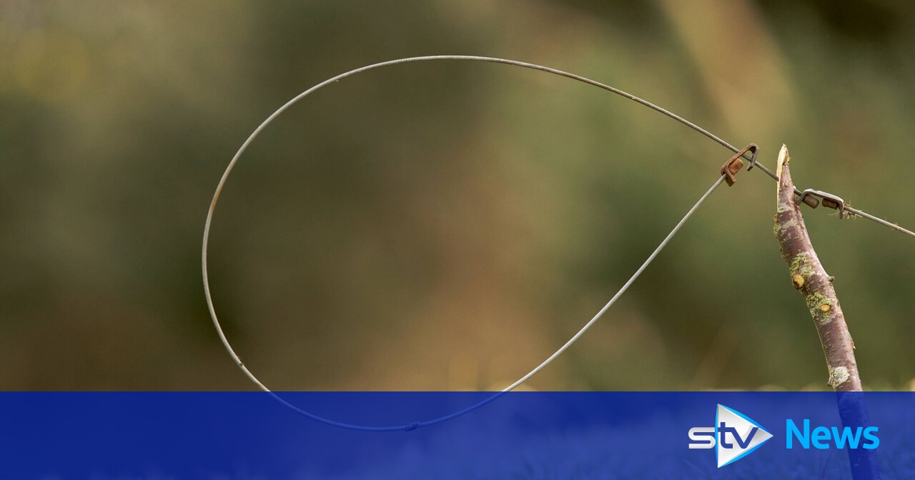Scottish ministers reject call for snare licensing scheme and opt for ...