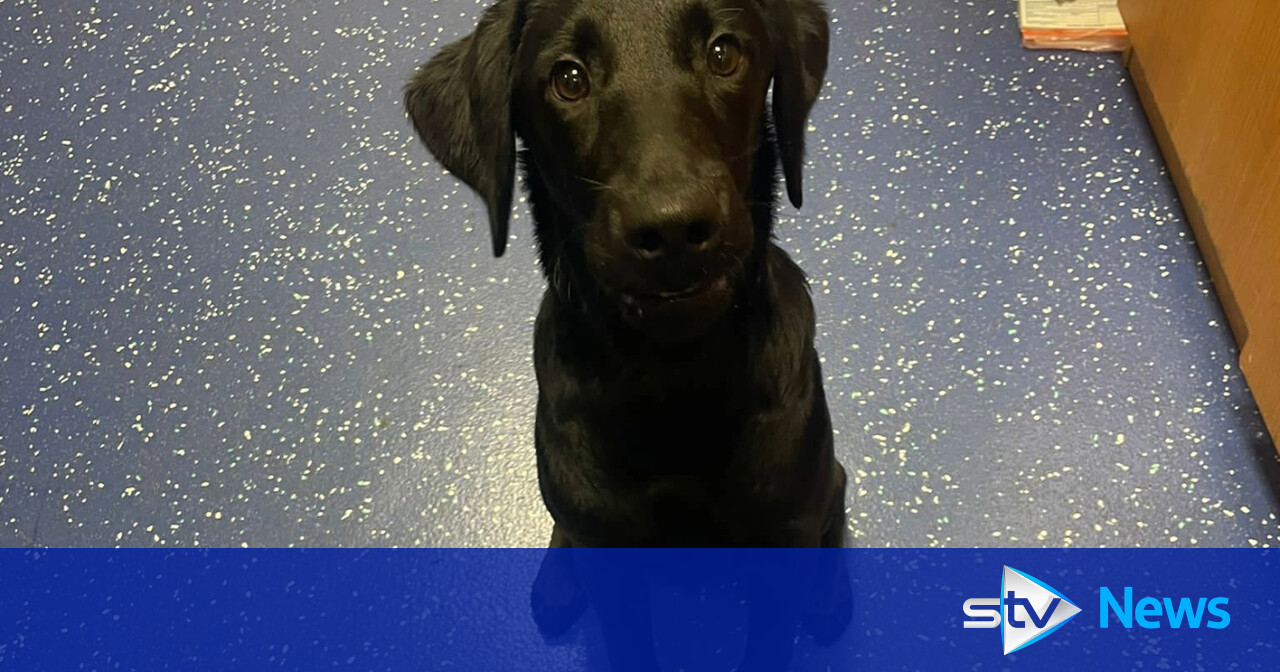 Police launch appeal after black Labrador found wandering near ...