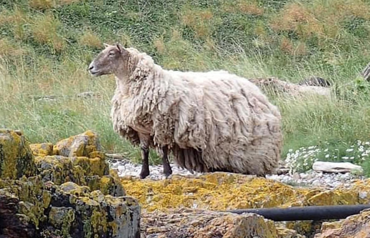 'Complex rescue' of 'Britain's loneliest sheep' on Brora raises ...