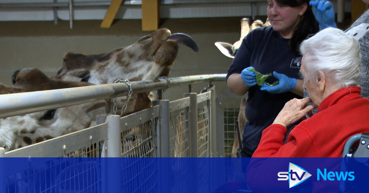 104-year-old woman fulfils lifelong dream to feed giraffes at Edinburgh ...