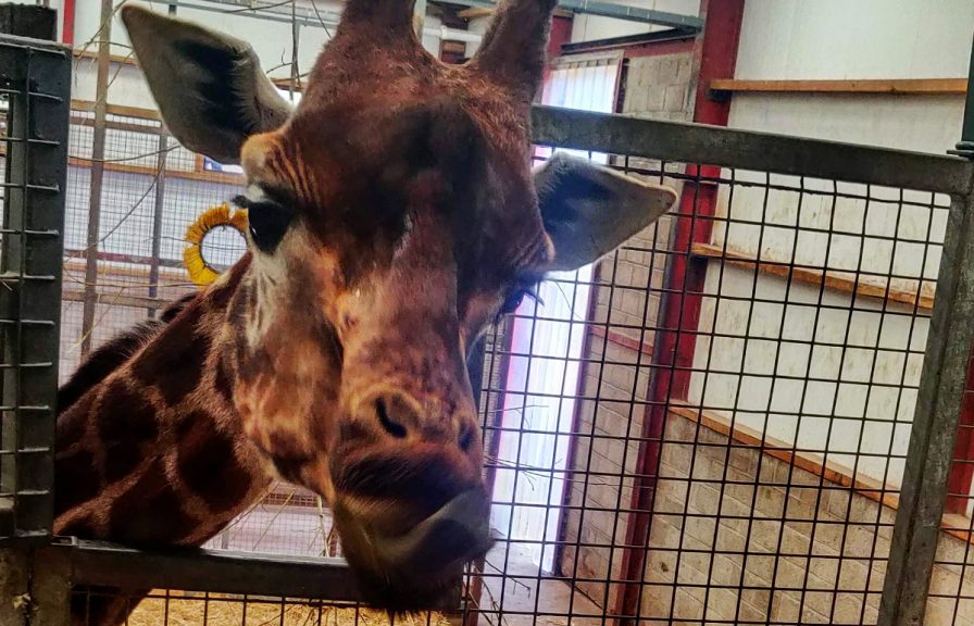 World’s first interactive enrichment system for giraffes made in ...