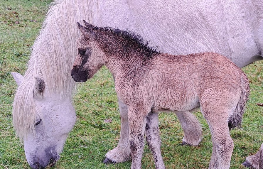 Highland pony foals arrive on Rum as rare breed settle in at National ...