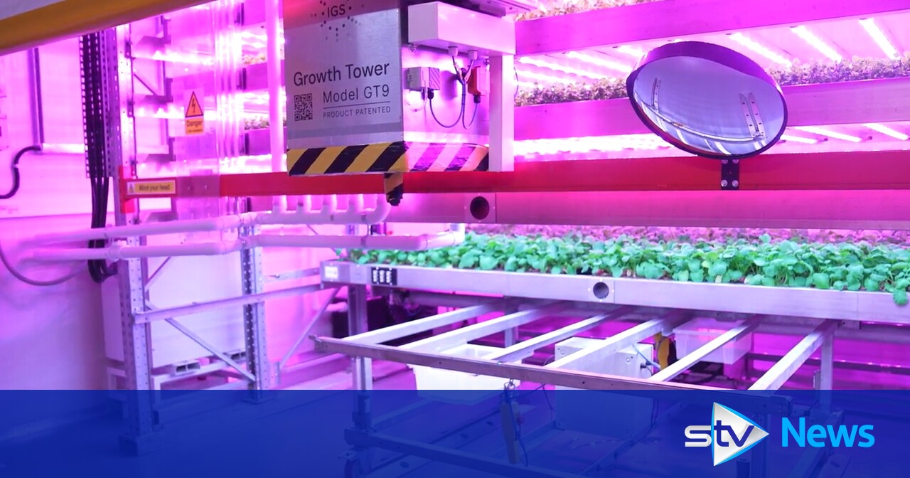 Scots unveil vertical farm with 12m growth towers at COP28 in Dubai ...