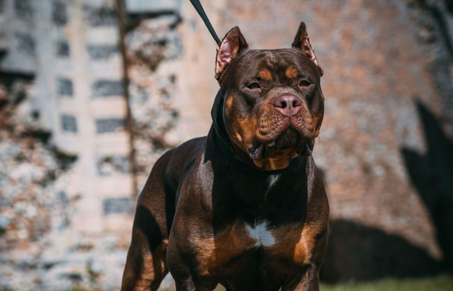 XL bully ban: What are the rules in Scotland and when do they come into ...