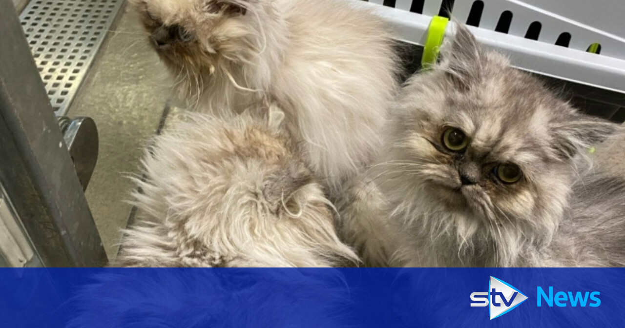 Ten cats found abandoned in two carriers in 'suffocating conditions ...