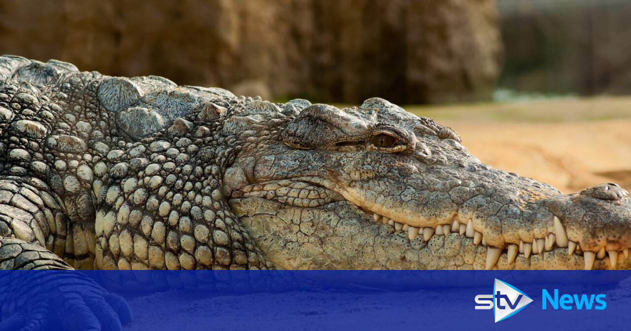 Crocodiles, camels and cobras: Dozens of wild animals living 'next door ...