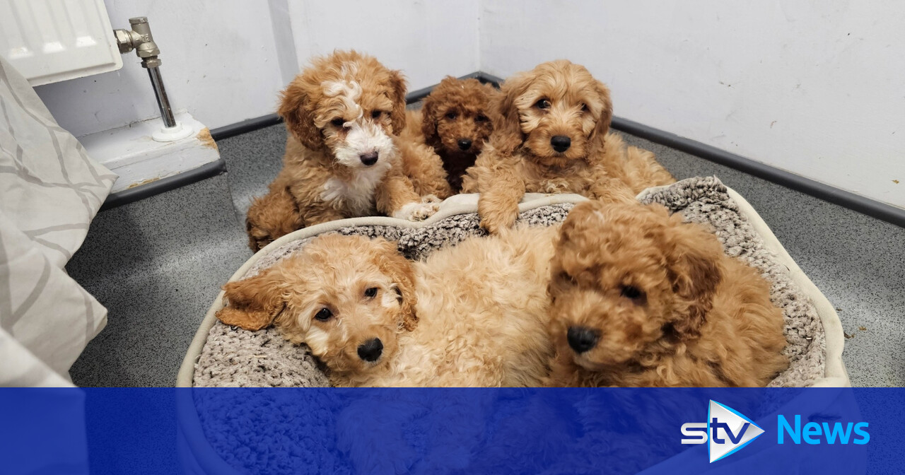 SSPCA 'alarmed' at surge in animal rescues amid cost of living crisis ...