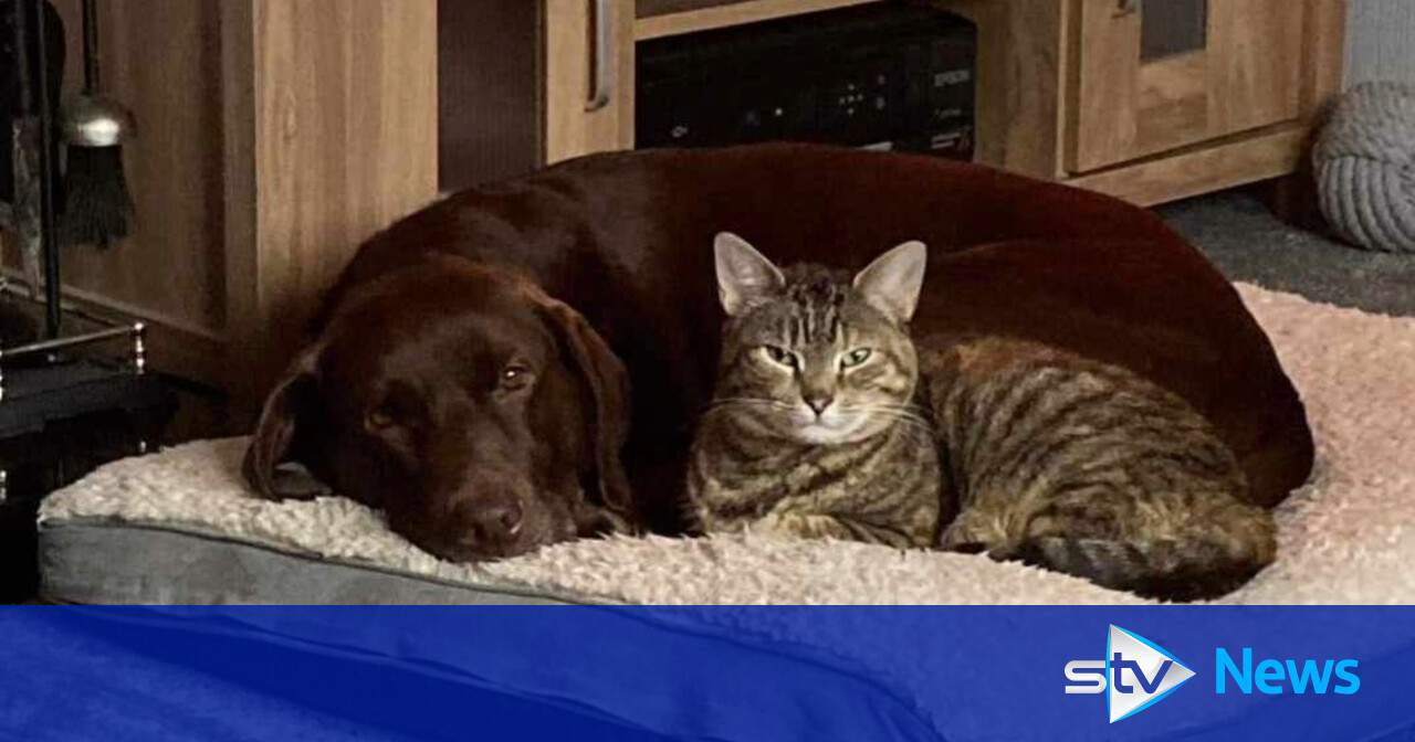 BB pellet 'embedded' in cat's head after being shot in Highlands ...