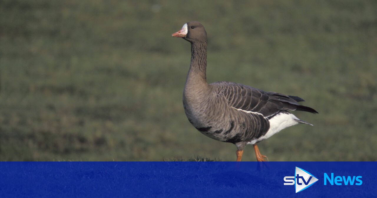 Police appeal launched after dismembered white-fronted goose found in ...
