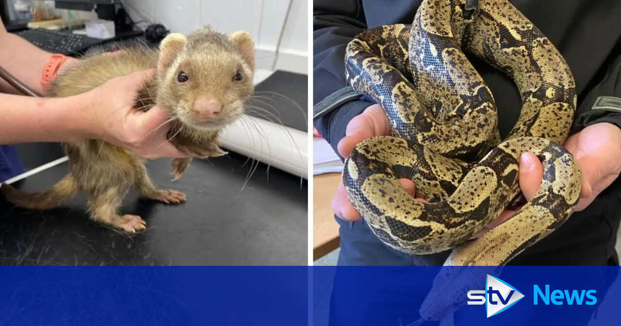 East Kilbride man sentenced for causing 'unnecessary suffering' to pet ...