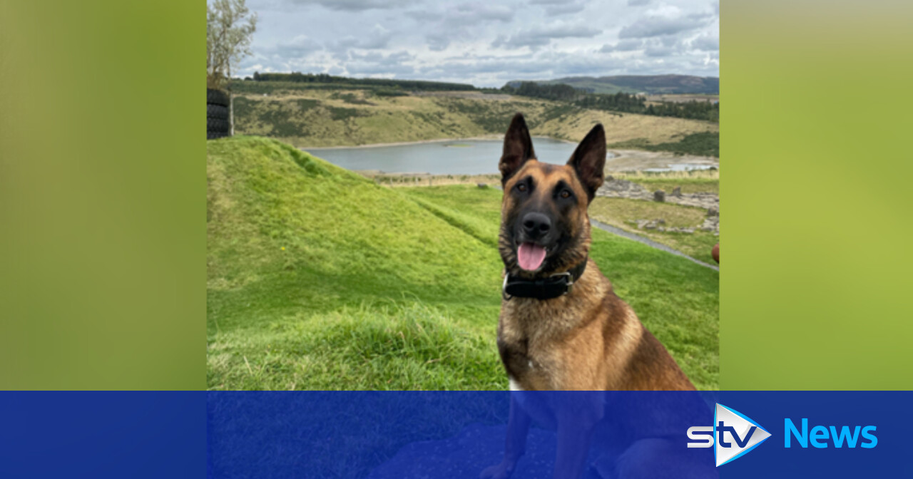 Man traced by police dog and arrested following spate of break-ins ...