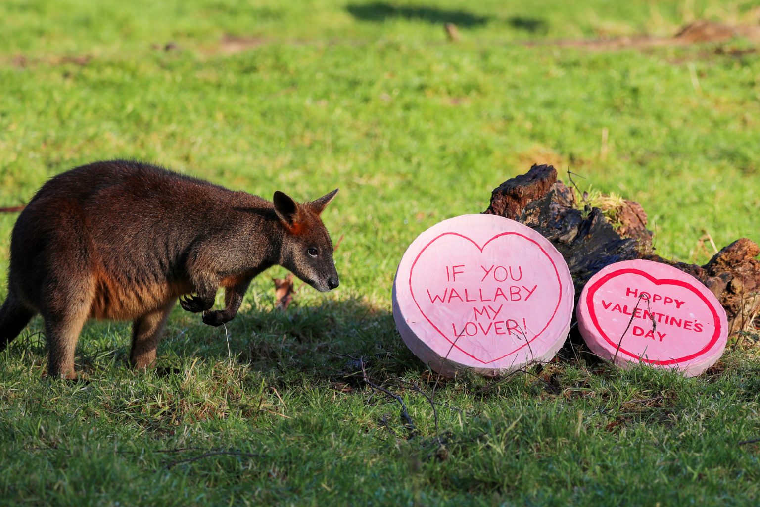 Love is in the air as Edinburgh Zoo animals celebrate Valentine’s Day ...