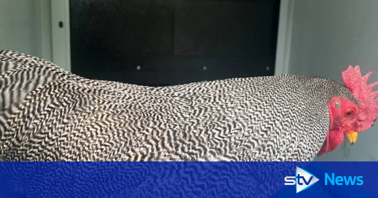 Chicken found abandoned in 'taped up' box at an industrial estate in ...
