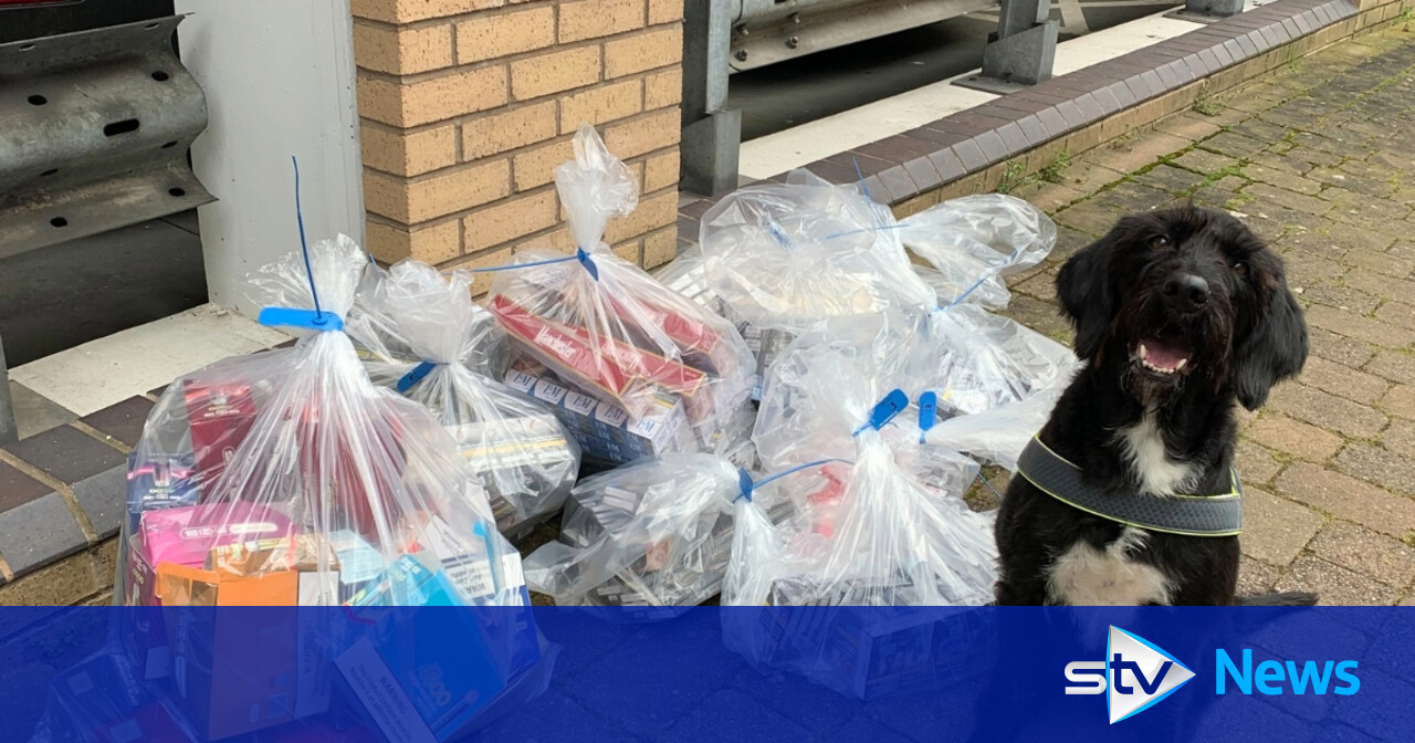Tobacco sniffer dog uncovers £17,000 worth of illegal cigarettes and ...
