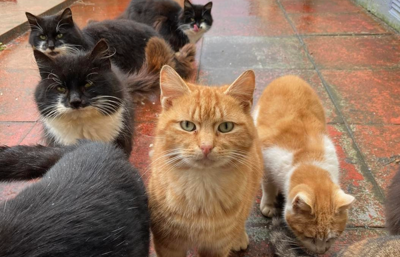 Feral cat colony sparks urgent plea for help from Western Isles charity ...