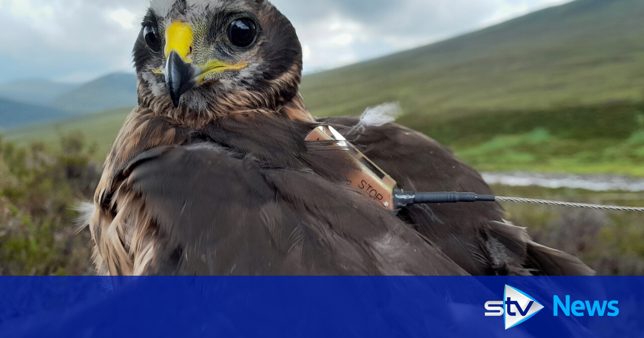 Scotland's hen harrier population rising despite 'illegal killings ...