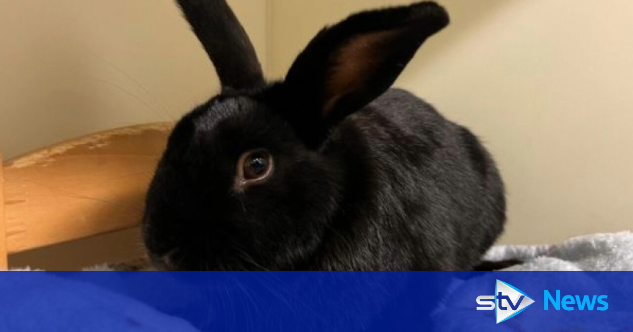 Scottish SPCA dealing with 'concerning' influx of rabbits in need of ...