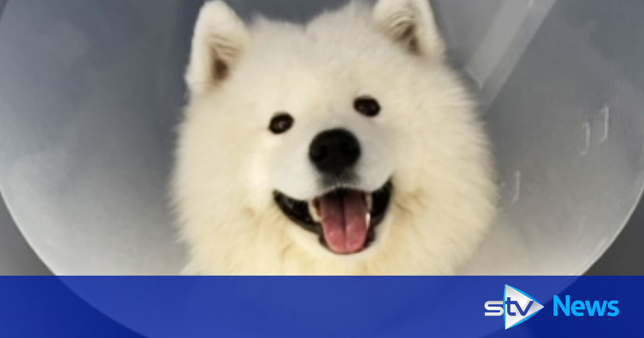 Edinburgh teen scoops top prize at Crufts with pet Samoyed who overcame ...