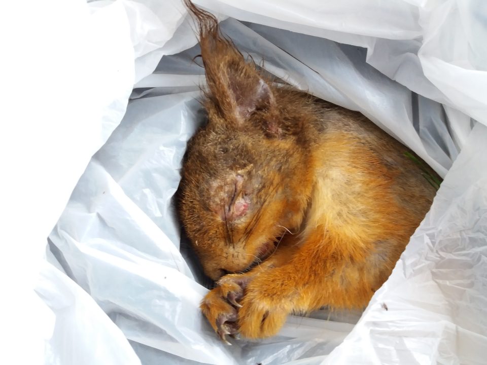 First death of native red squirrel from squirrelpox virus confirmed ...