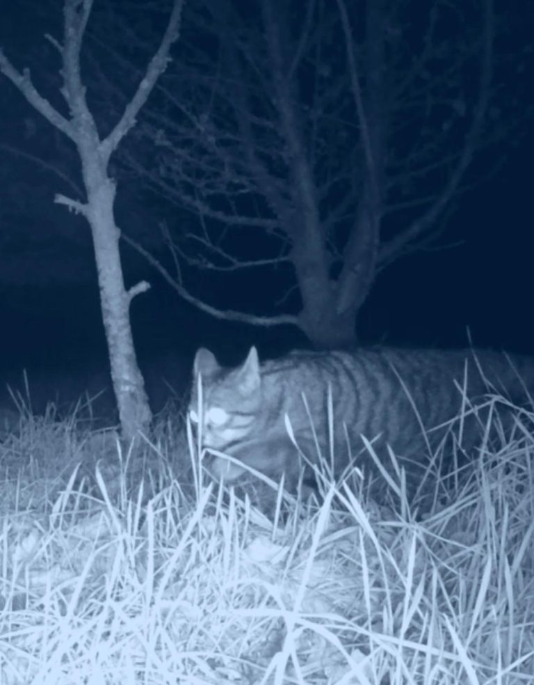 Scottish wildcat footage reveals 'unseen' hunting behaviour of UK's ...