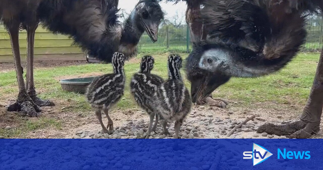 Three baby emu chicks hatched at Scottish bird sanctuary after ten year ...