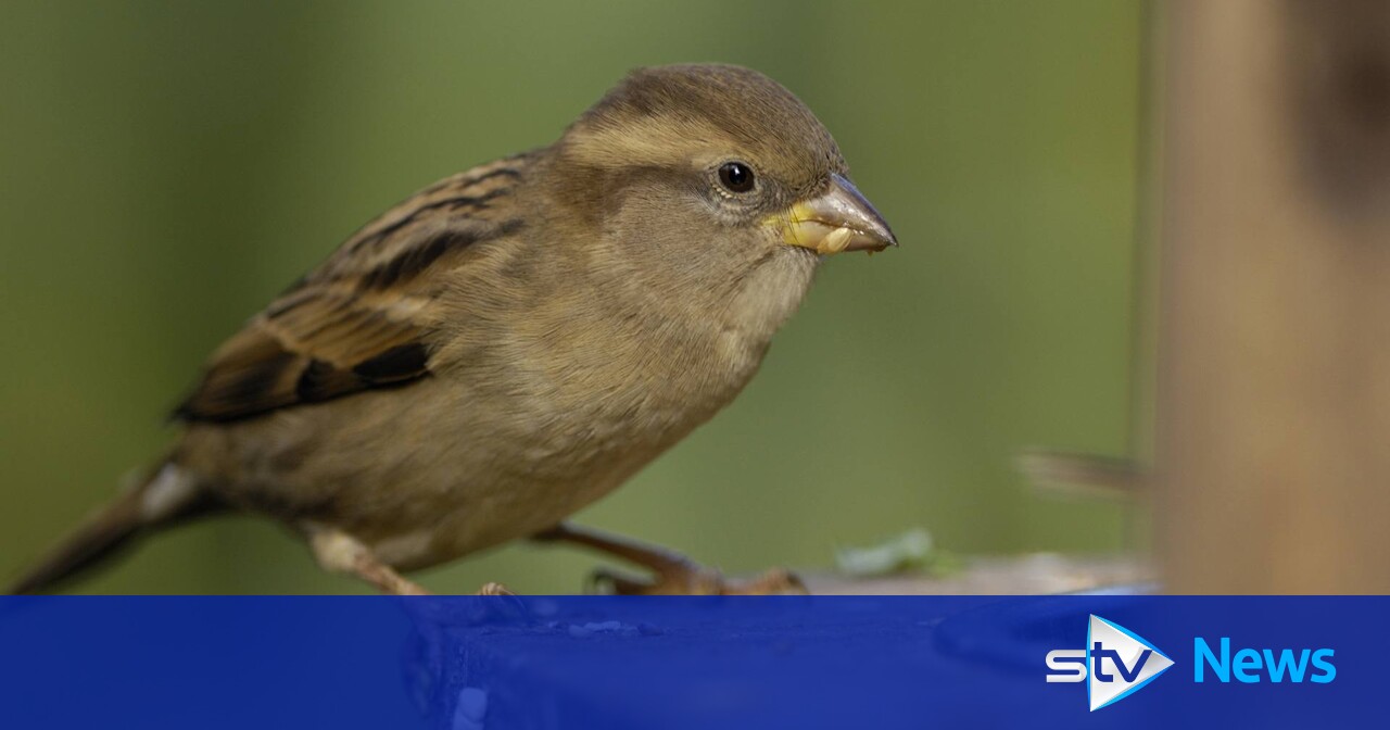 The RSPB Big Garden Birdwatch results revealed for 2024 | STV News