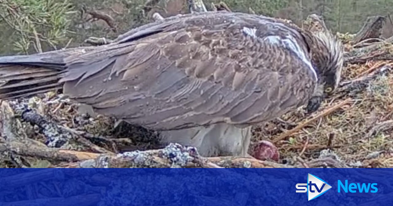 Livestream ospreys Louis and Dorcha welcome first egg of season at ...